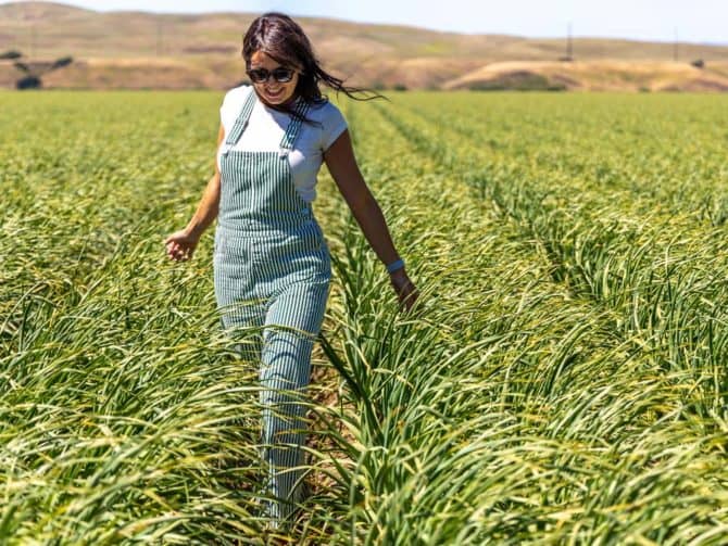 How Garlic Is Grown & Processed At Christopher Ranch - California Grown