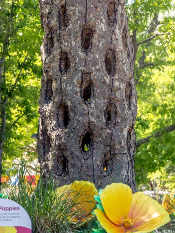 Gilroy Gardens: The Most Thrilling Way to Learn About California ...