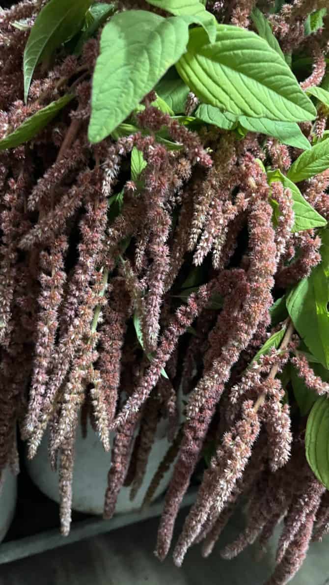 Flower Power! Using Custom Botanical Dresses to Promote Locally Grown ...