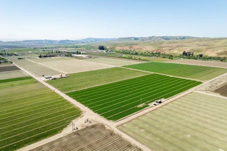 How Garlic Is Grown & Processed At Christopher Ranch - California Grown
