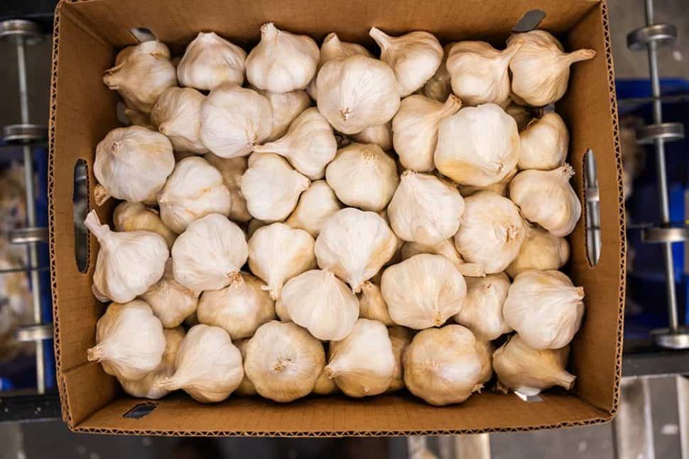 How Garlic Is Grown & Processed At Christopher Ranch - California Grown