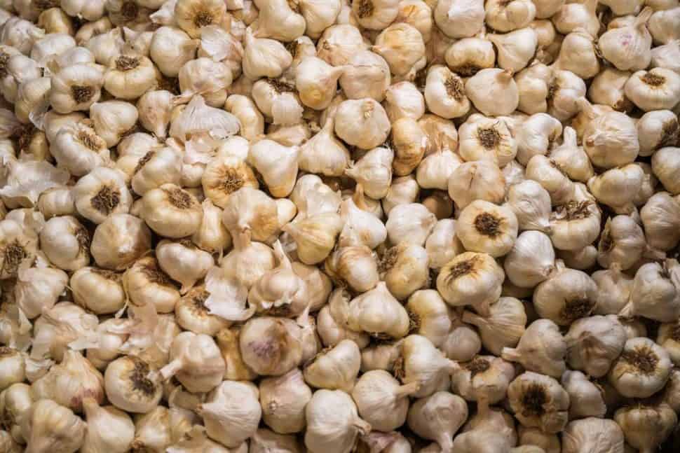 How Garlic Is Grown & Processed At Christopher Ranch - California Grown
