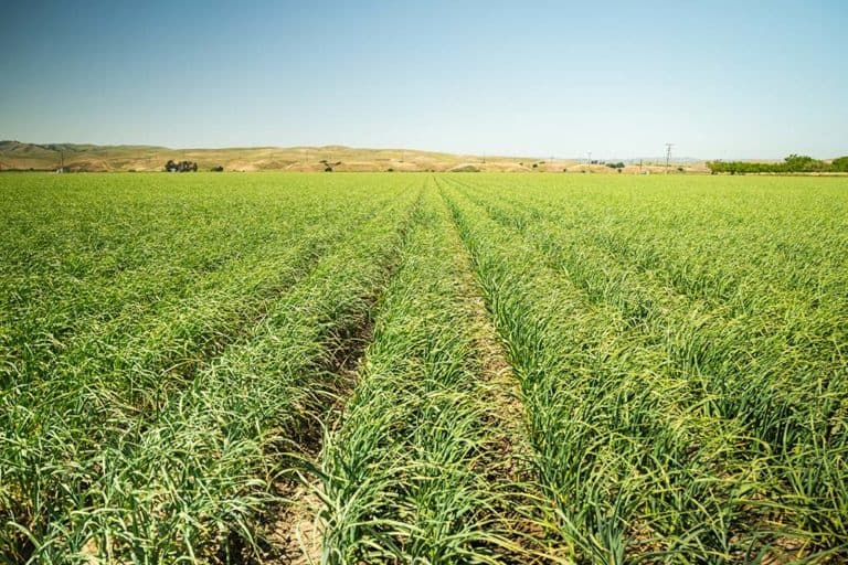 How Garlic Is Grown & Processed At Christopher Ranch - California Grown