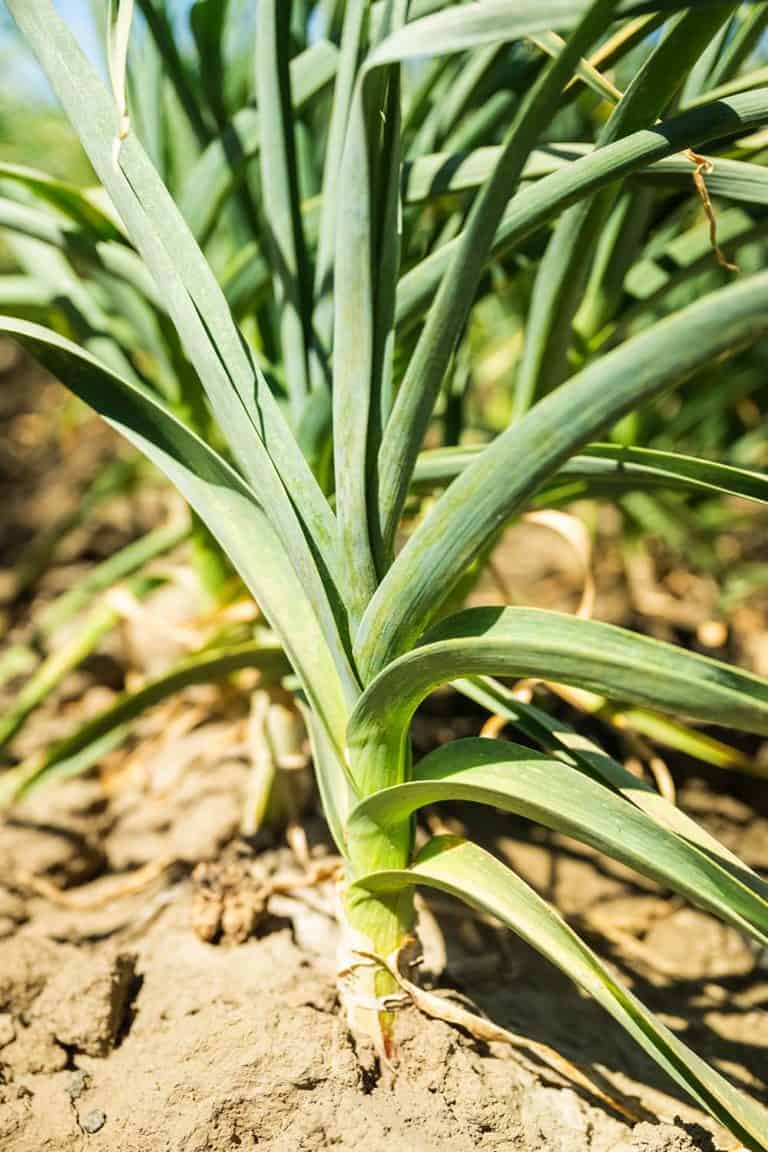 How Garlic Is Grown & Processed At Christopher Ranch - California Grown