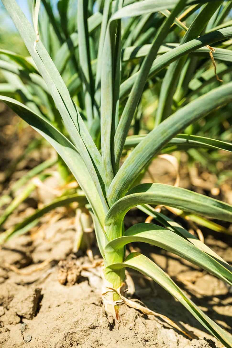 How Garlic Is Grown & Processed At Christopher Ranch - California Grown