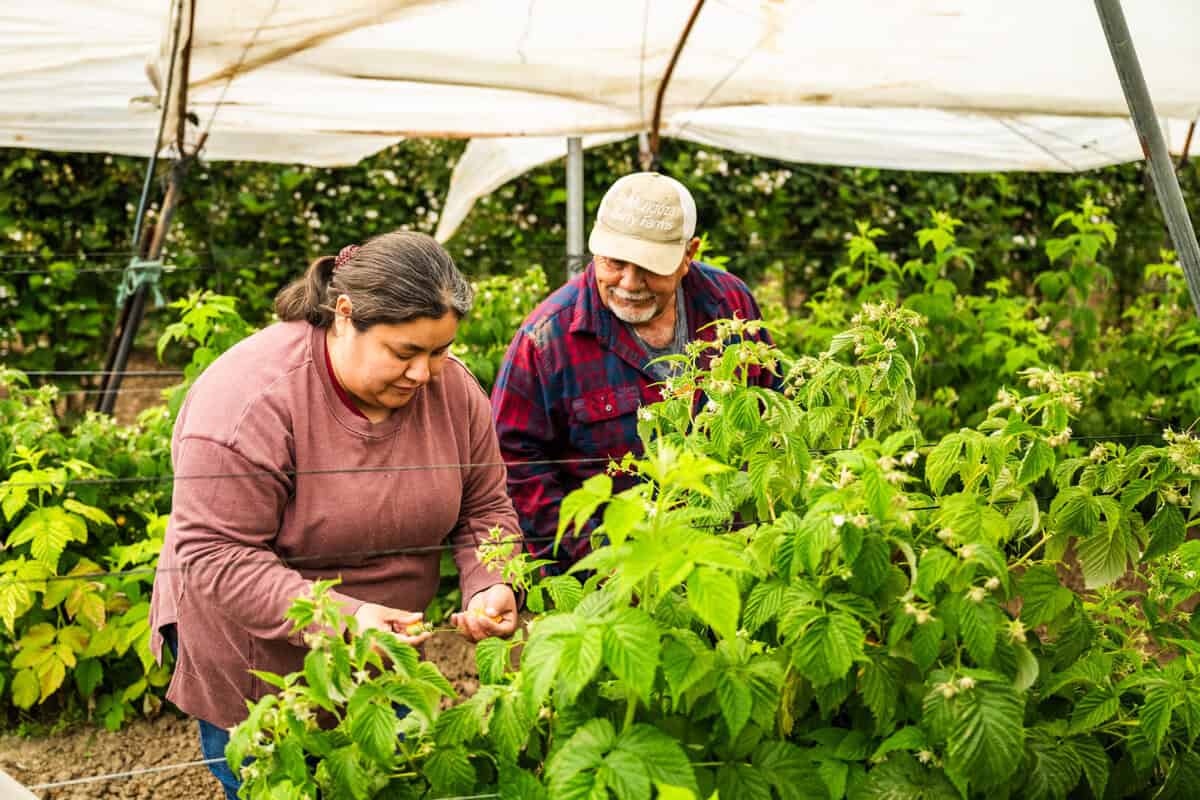 Golden Raspberries: The Most Unique Raspberry in California ...