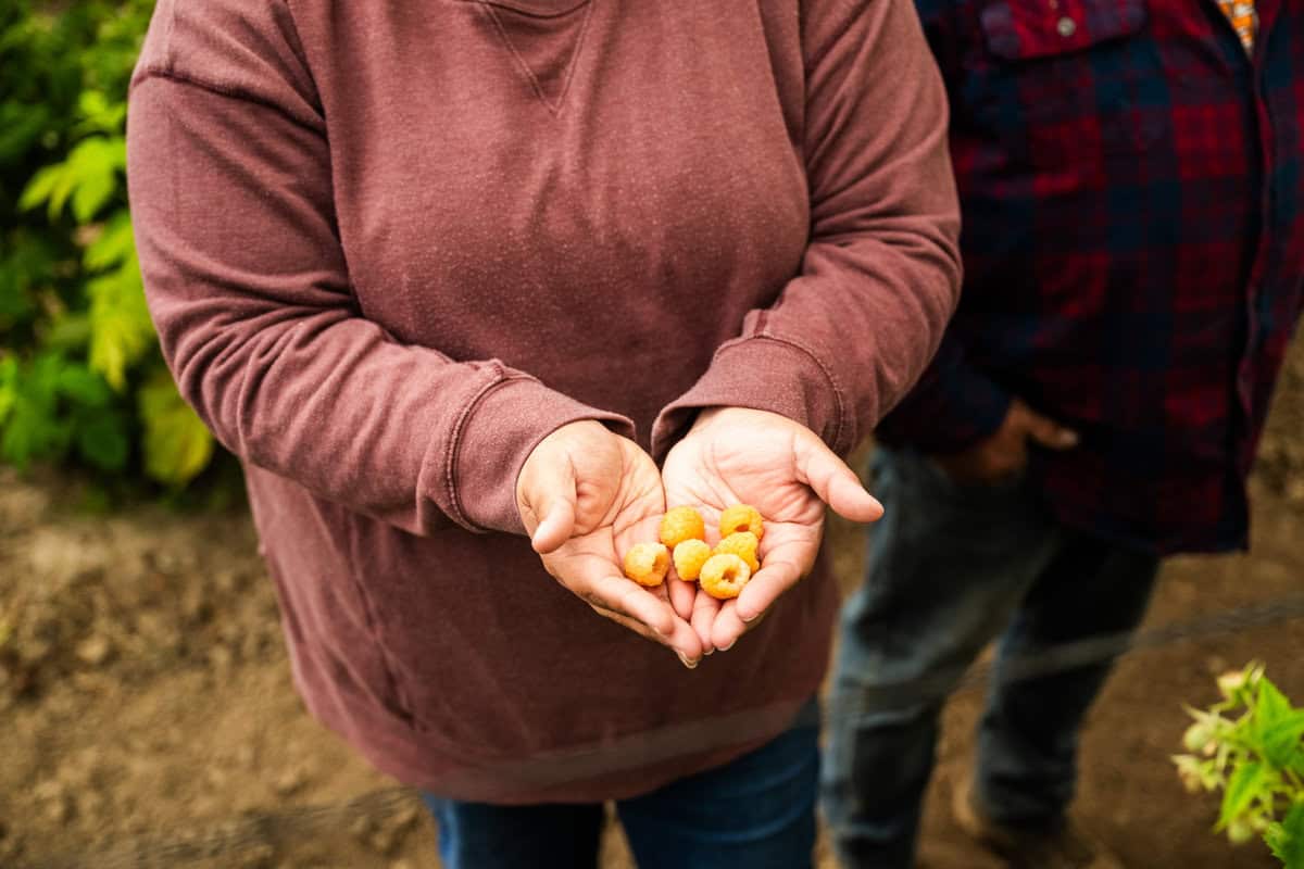 Golden Raspberries: The Most Unique Raspberry in California ...