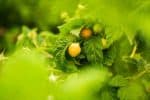Golden Raspberries: The Most Unique Raspberry in California ...