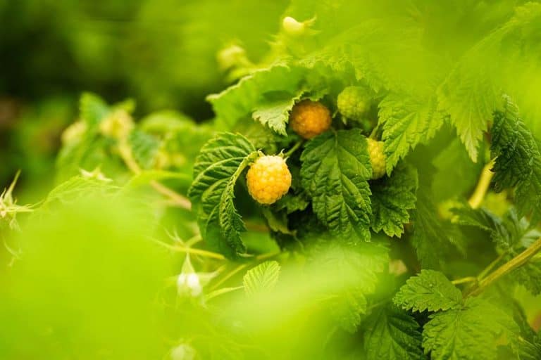 Golden Raspberries: The Most Unique Raspberry in California ...