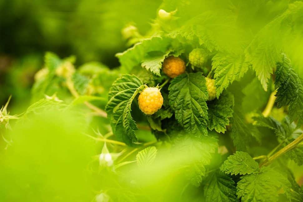 Golden Raspberries: The Most Unique Raspberry in California ...