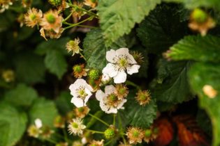 Golden Raspberries: The Most Unique Raspberry in California ...