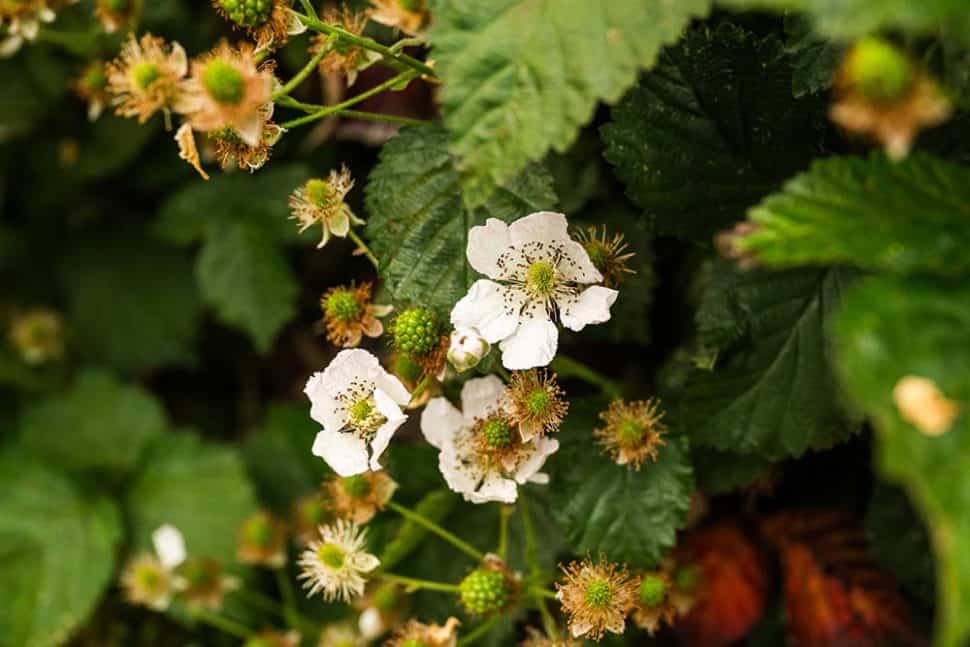 Golden Raspberries: The Most Unique Raspberry in California ...