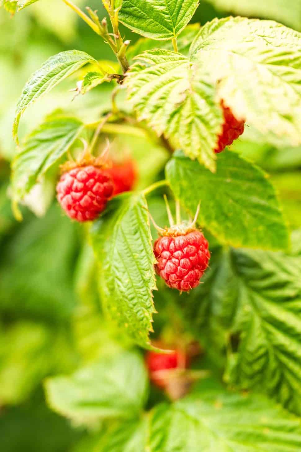 Golden Raspberries: The Most Unique Raspberry in California ...