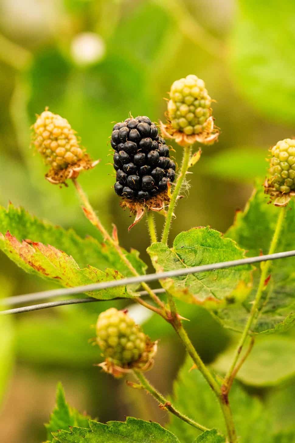 Golden Raspberries: The Most Unique Raspberry in California ...