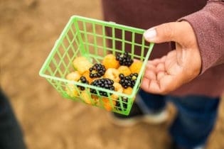 Golden Raspberries: The Most Unique Raspberry in California ...