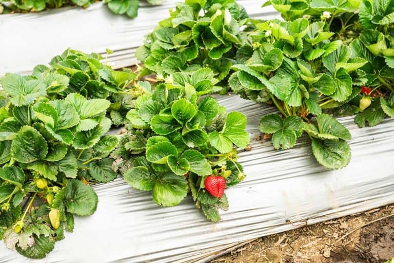 Golden Raspberries: The Most Unique Raspberry in California ...