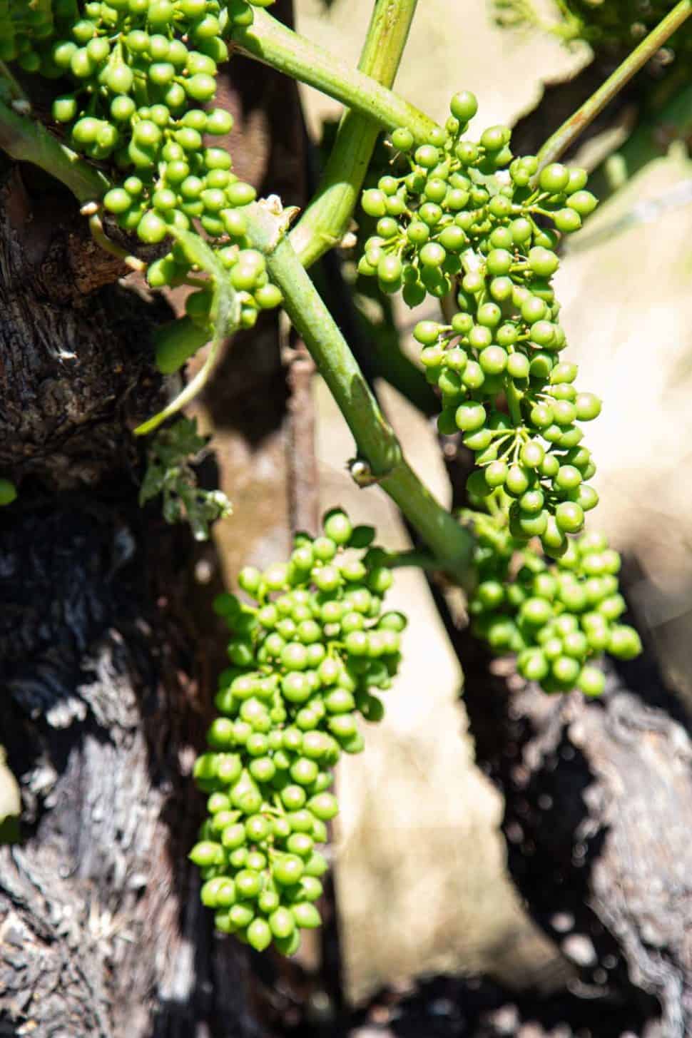Merry Edwards Winery: Wines from the Iconic Russian River Valley ...