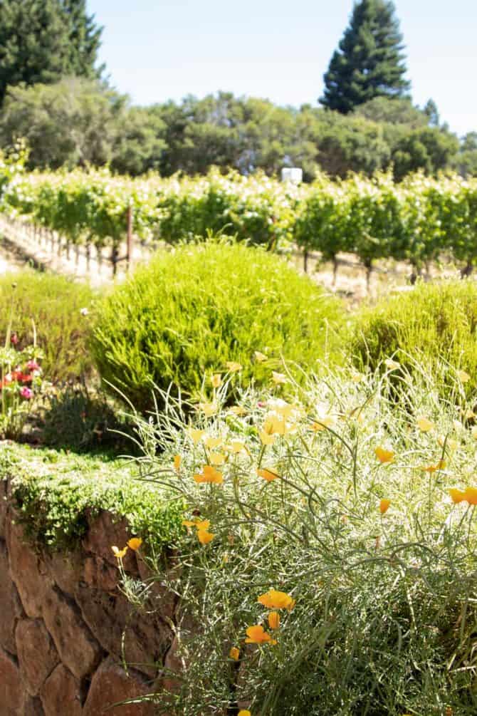 Merry Edwards Winery: Wines from the Iconic Russian River Valley ...