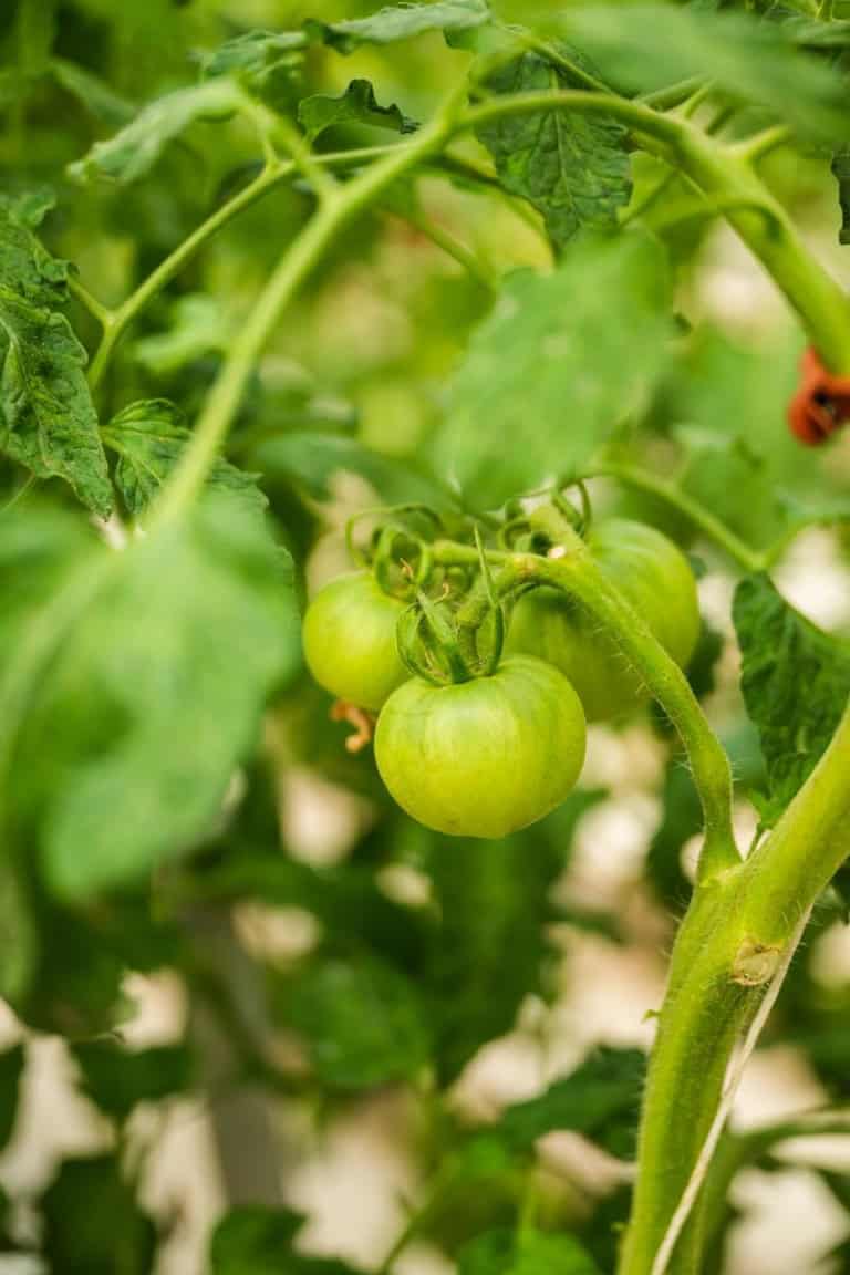 Fresh From the Vine: The Story of Beylik Family Farms - California Grown