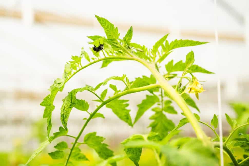 Fresh From the Vine: The Story of Beylik Family Farms - California Grown