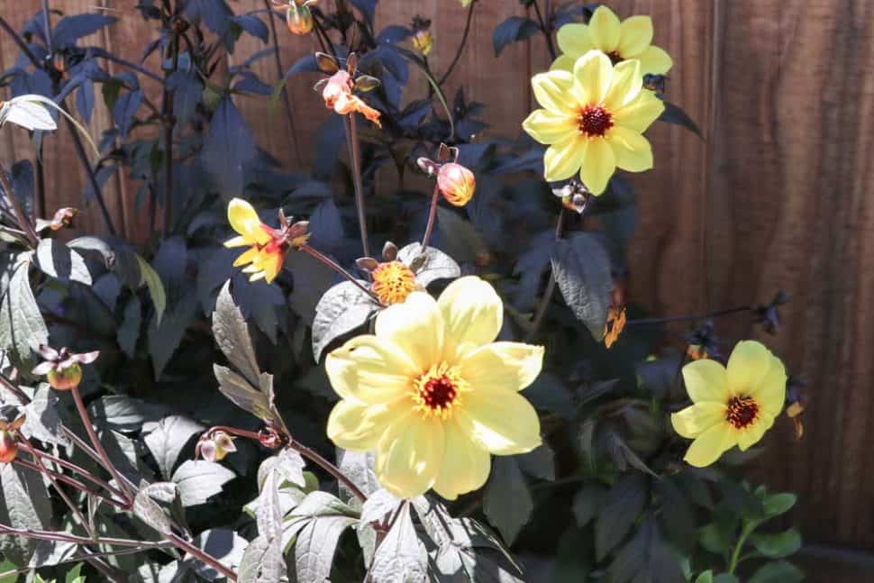 Rochioli Vineyards and Winery: A Russian River Valley Legend ...