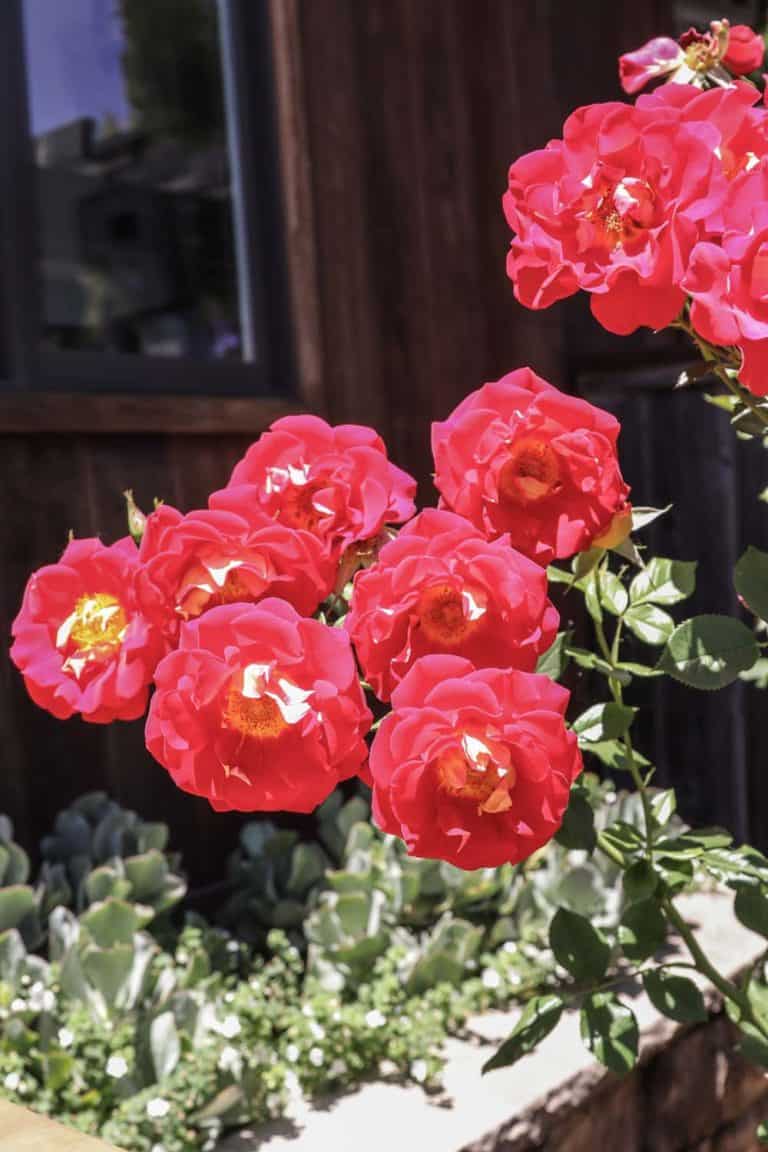 Rochioli Vineyards and Winery: A Russian River Valley Legend ...