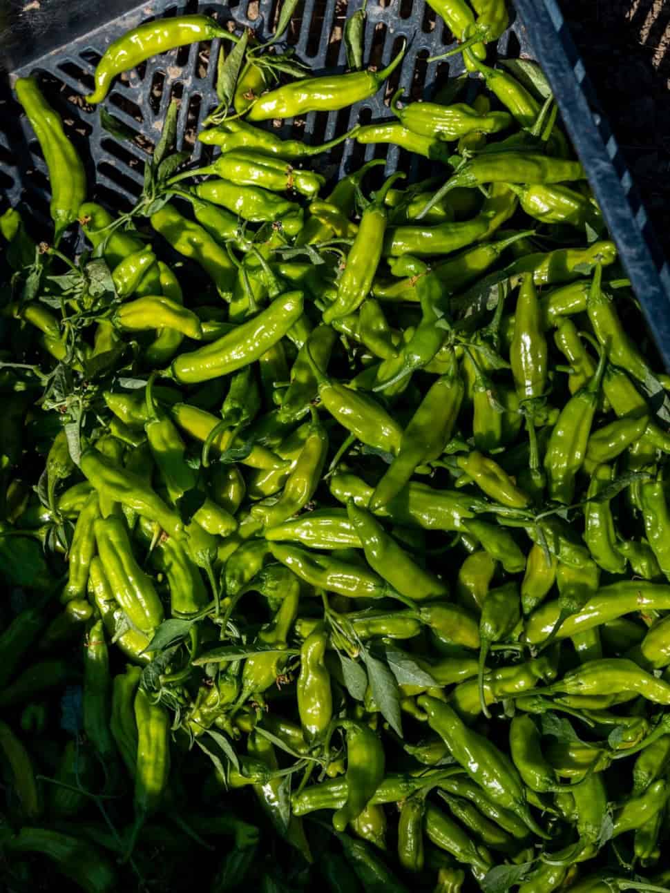 Good Humus: Farming the Old-Fashioned Way