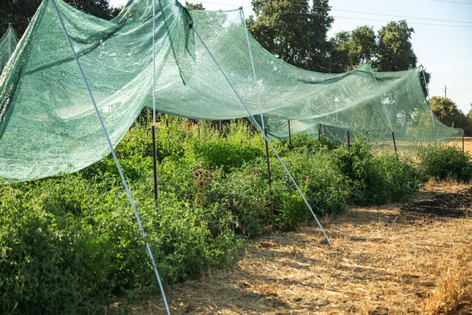 The Center for Land-Based Learning Fosters California's Agricultural ...