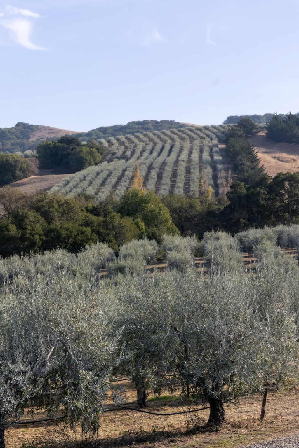 McEvoy Ranch: Olive Oil and the Heiress