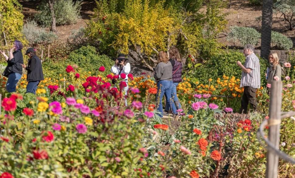 McEvoy Ranch: Olive Oil and the Heiress