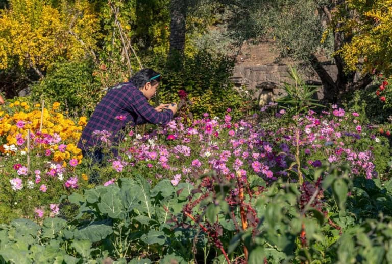 McEvoy Ranch: Olive Oil and the Heiress