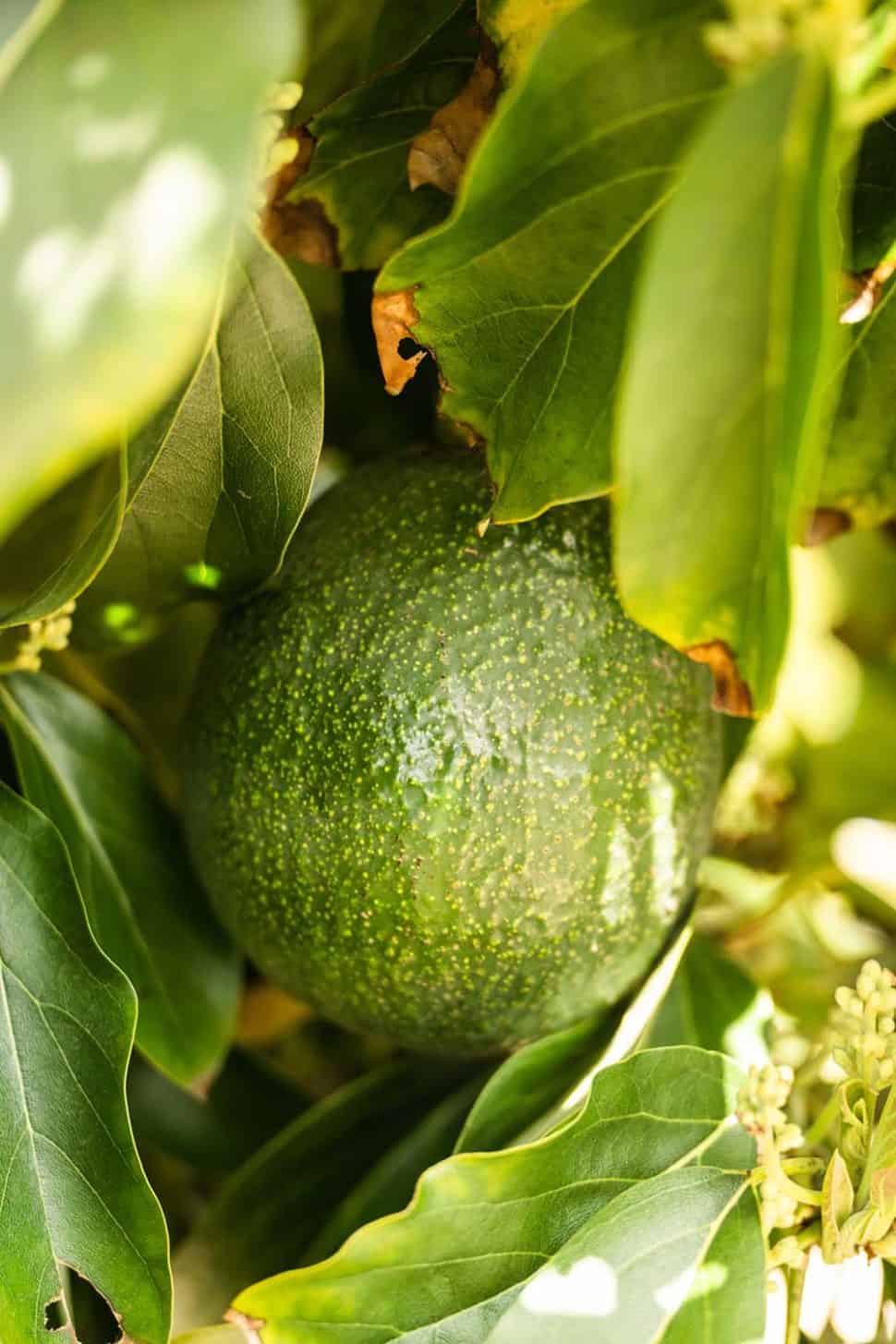 An Easy Avocado Crema Recipe and How to Use It - California Grown