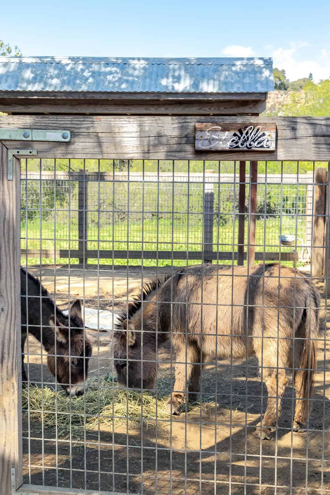 Avila Valley Barn: Farm-Fresh Snacks and Family Fun