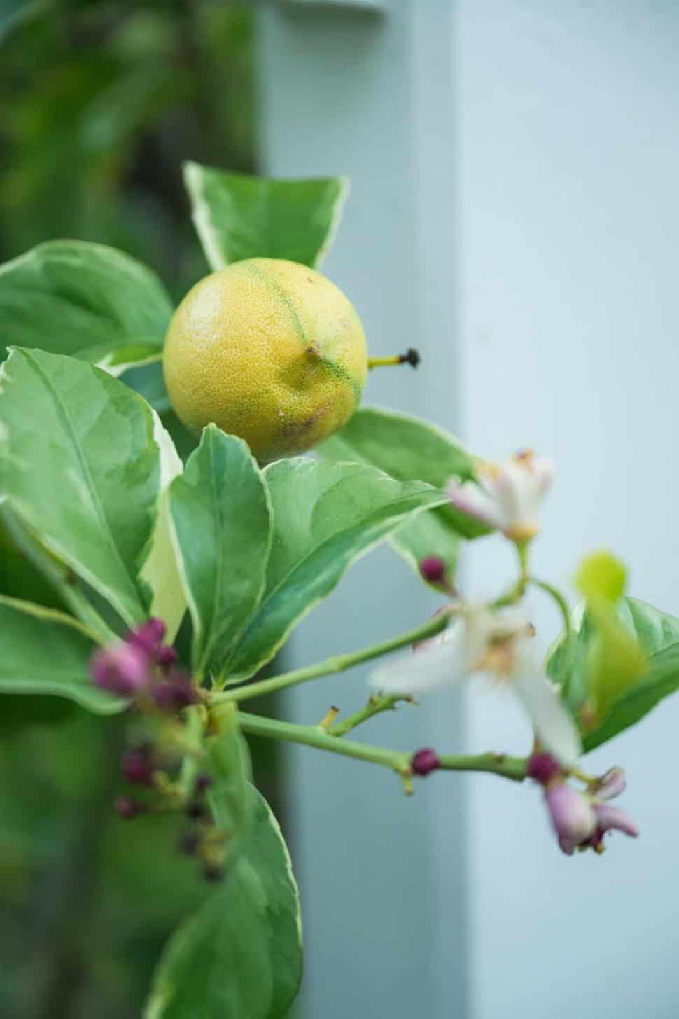 Madonna Inn: Secret Gardens & Fruit-Filled Pie in SLO - California Grown