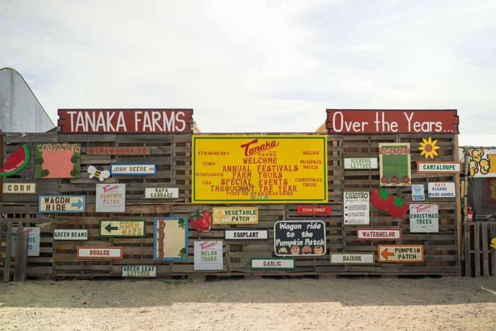 The Best Strawberry Picking in Orange County? Tanaka Farms - California ...