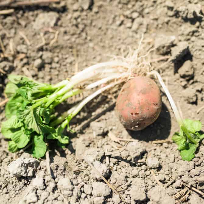 Does This Potato Farmer Grow the Golden State’s Best Spuds?
