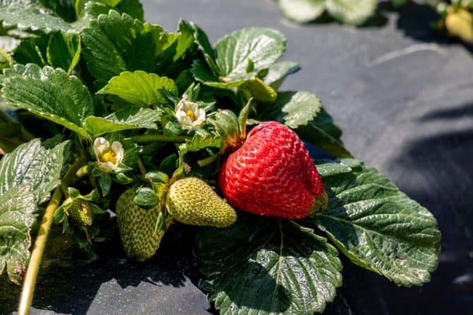 Don’t Miss Okui’s Strawberry n Fruit Stand in Grover Beach - California ...