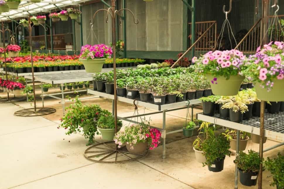 High-Hand Nursery: Flowers, Olive Oil and Placer County History ...