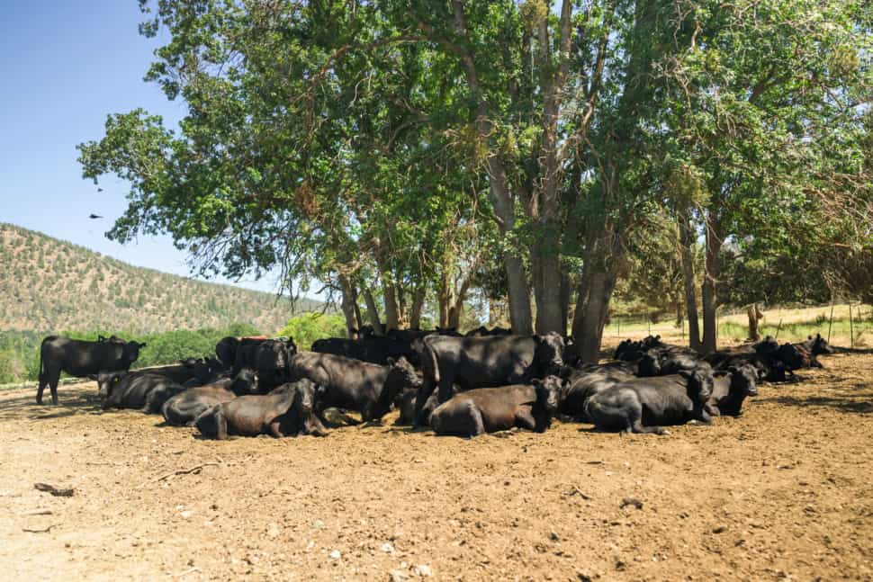 Five Marys Ranch: Caring For the Land, Their Animals and The Community