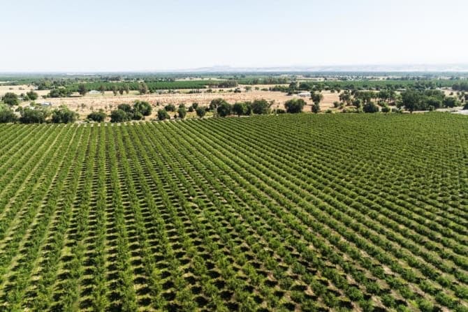 Pacific Farms: Growing Prunes and Walnuts in Tehama County - California ...