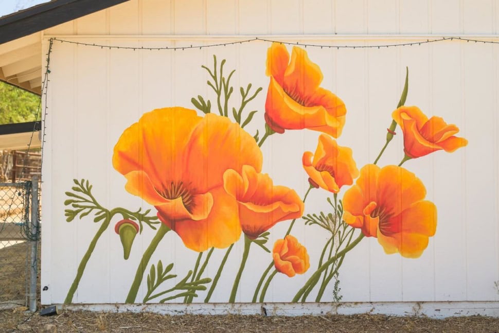 Visit DeBellis Ranch: A Place to Bloom and Grow - California Grown