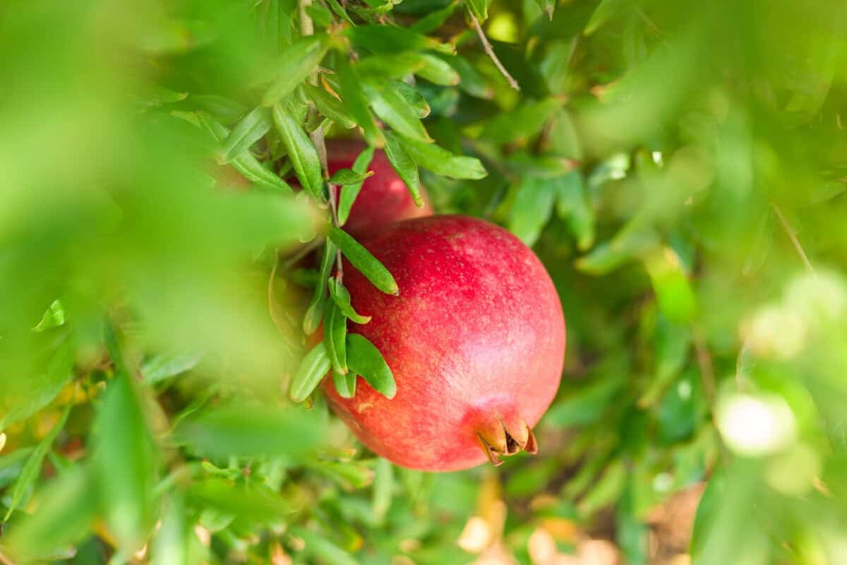 How Are Pomegranates Grown in California?