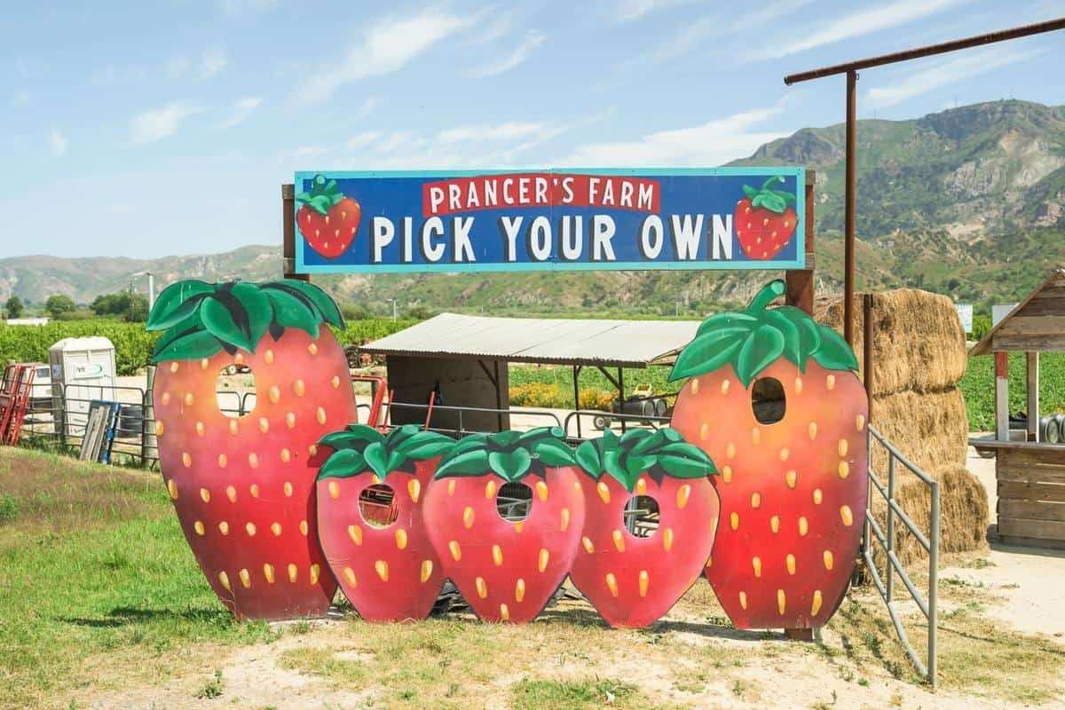 Prancer's Farm - Where Farm Fun Meets Farm Work - California Grown